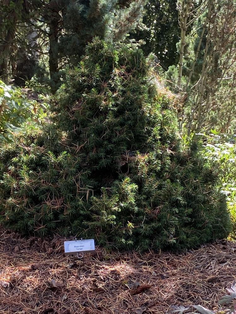 Spruce (Picea abies 'Tompa') in the Spruces Database - Garden.org