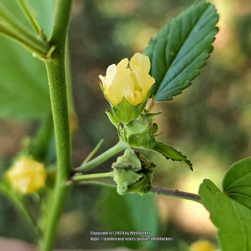 Prickly Fanpetals (Sida spinosa) - Garden.org
