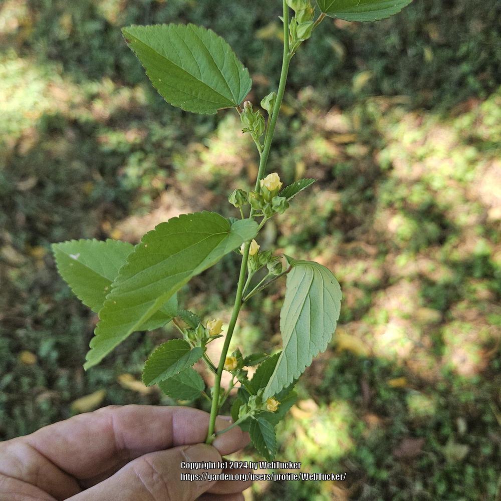 Photo of the leaves of Prickly Fanpetals (Sida spinosa) posted by ...