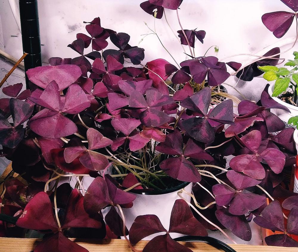 Photo of the entire plant of False Shamrock (Oxalis Charmed® Wine ...