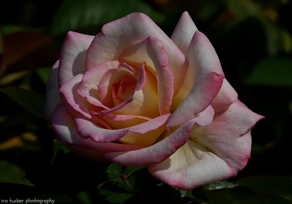 Photo of the bloom of Rose (Rosa 'Secret') posted by drirastucker ...
