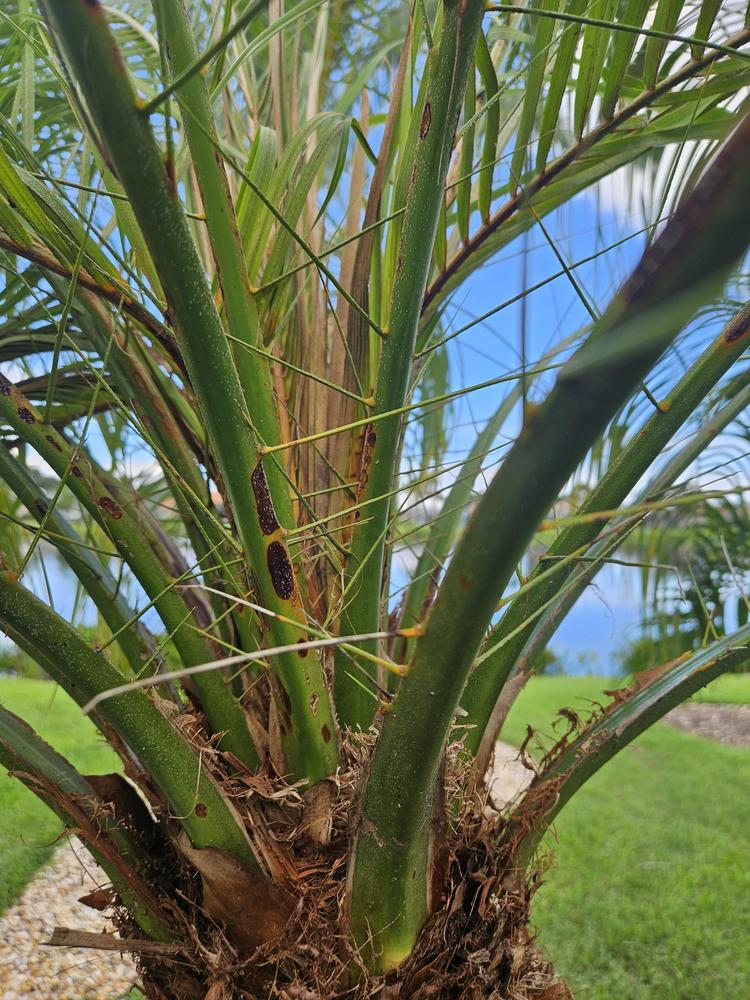 Pygmy Date Palm Insect or Disease? in the Ask a Question forum - Garden.org