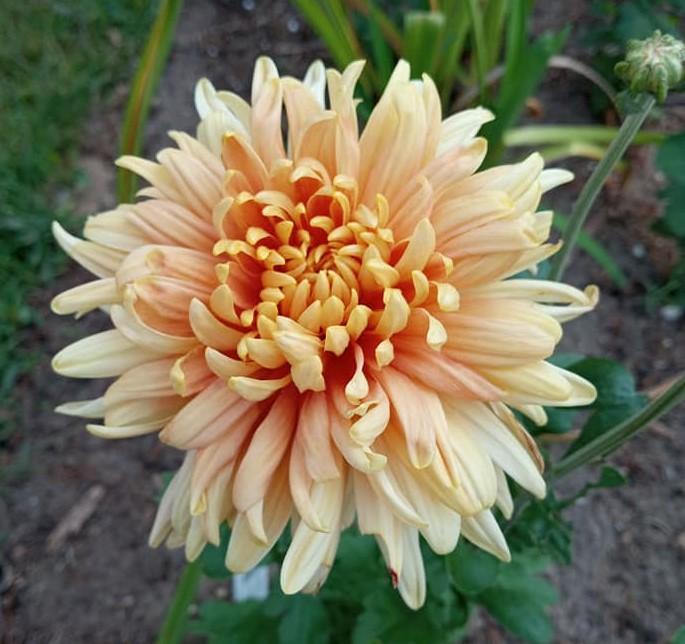 Photo of the bloom of Football Mum (Chrysanthemum 'Homecoming') posted ...