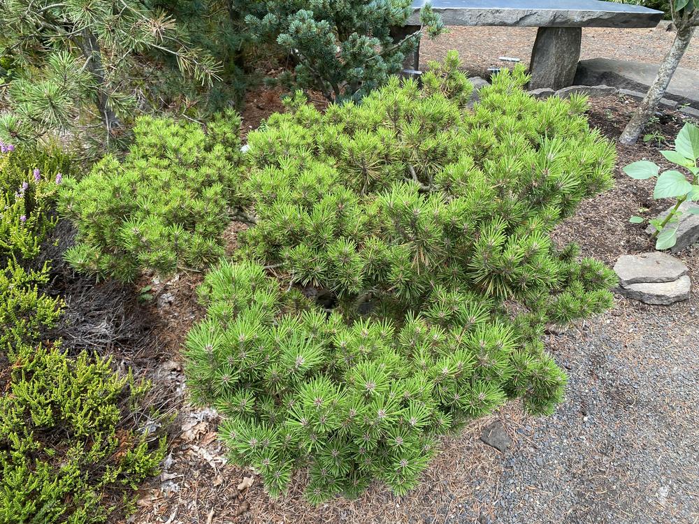 Photo of the entire plant of Japanese Red Pine (Pinus densiflora ...