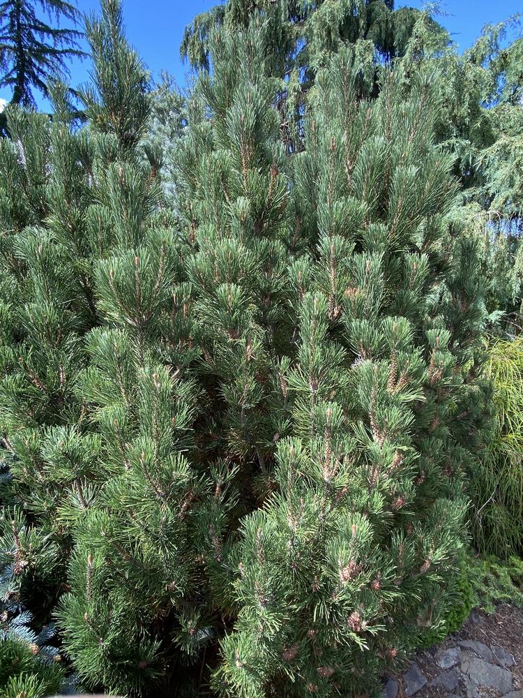 Photo of the entire plant of Mugo Pine (Pinus mugo 'Yellow Point ...