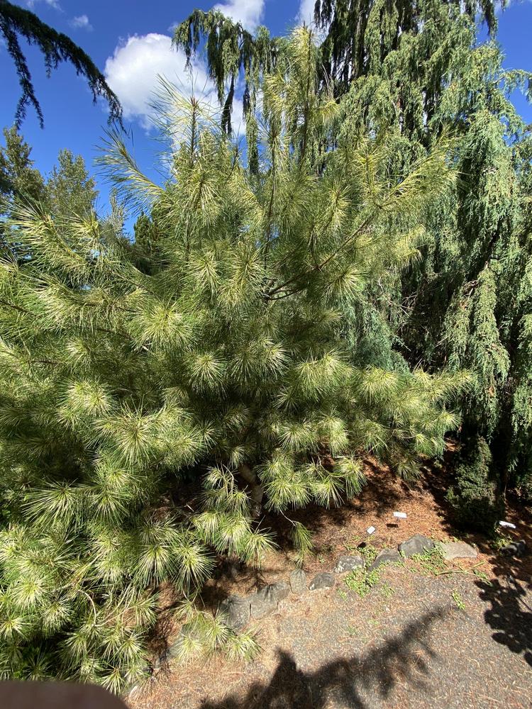 Photo of the entire plant of Japanese Red Pine (Pinus densiflora ...