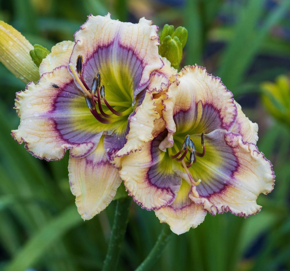 Photo of the bloom of Daylily (Hemerocallis 'Aquamarine Jewel') posted ...