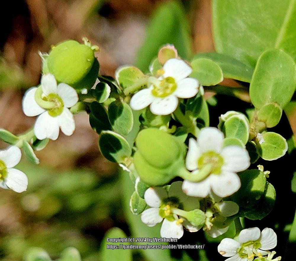 Flowering Spurge (Euphorbia corollata) in the Euphorbias Database ...