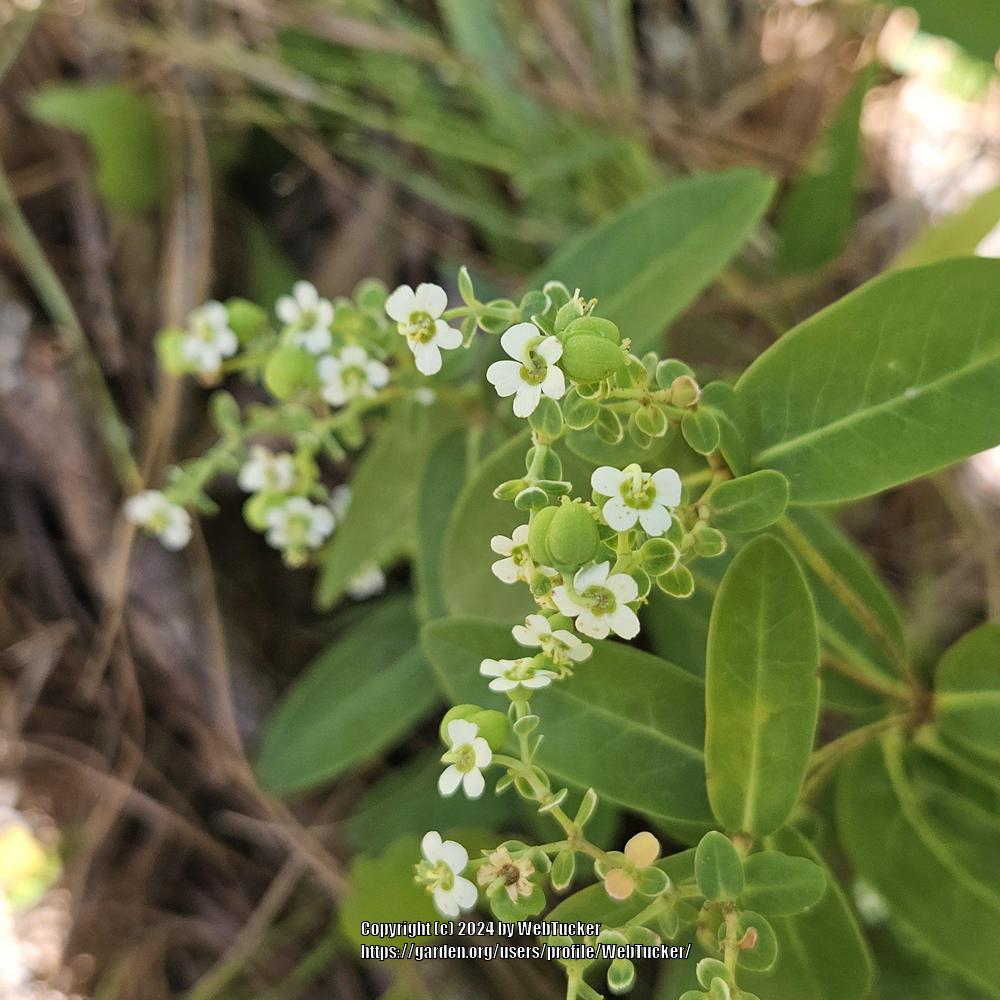 Photo of the fruit of Flowering Spurge (Euphorbia corollata) posted by ...