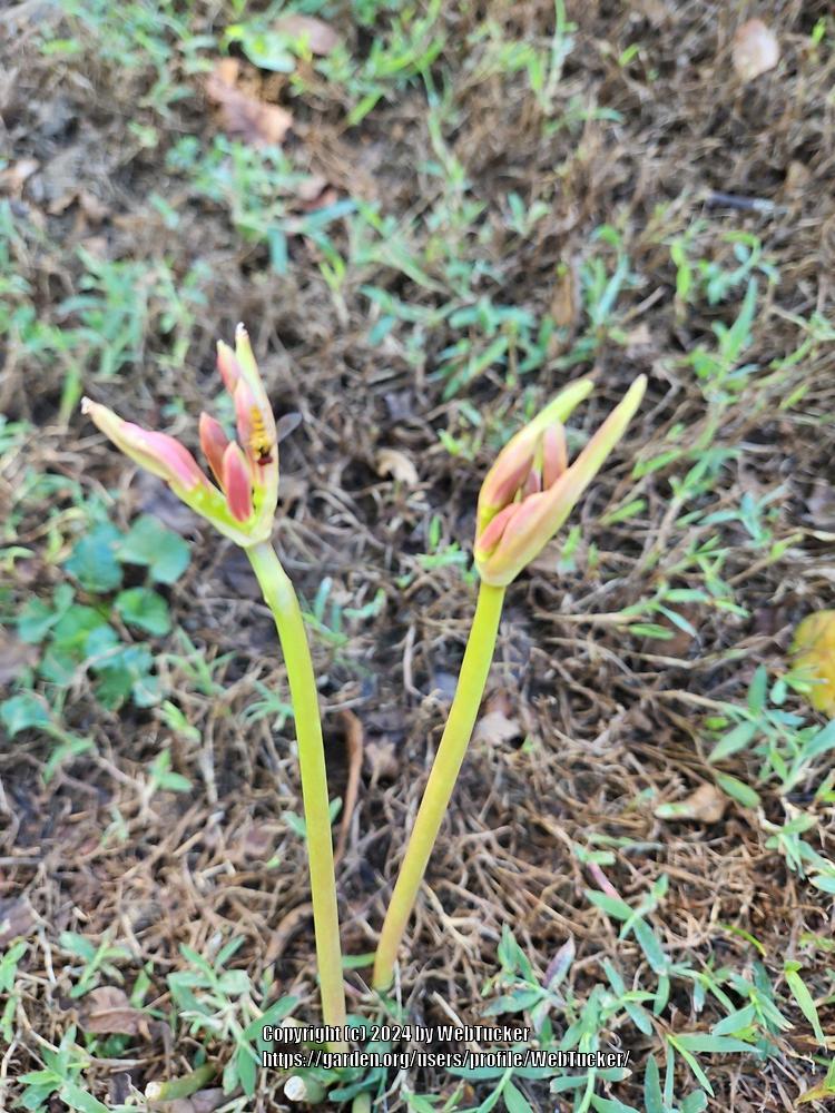 Photo of the closeup of buds, sepals and receptacles of Naked Lady ...