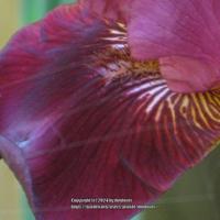 Photo of the closeup of buds, sepals and receptacles of Tall Bearded ...