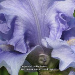 Tall Bearded Iris (Iris 'Raging Tide') in the Irises Database - Garden.org