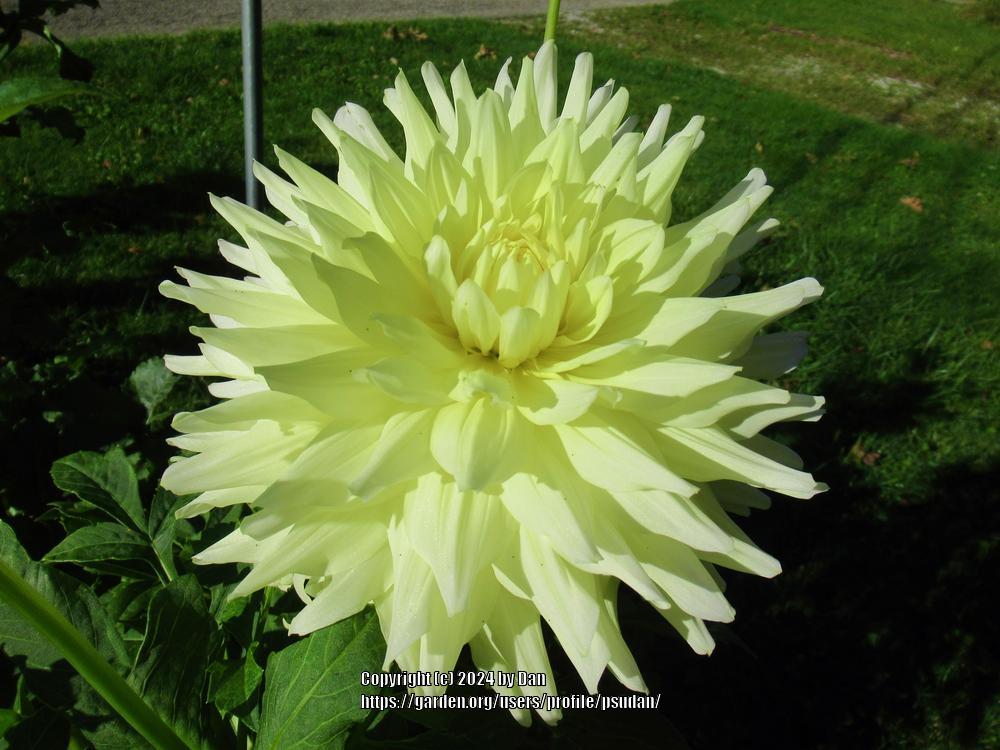 Photo of the bloom of Dahlia 'Ivory Palaces' posted by psudan - Garden.org