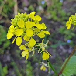 Browsing Our Plant Photos - Garden.org