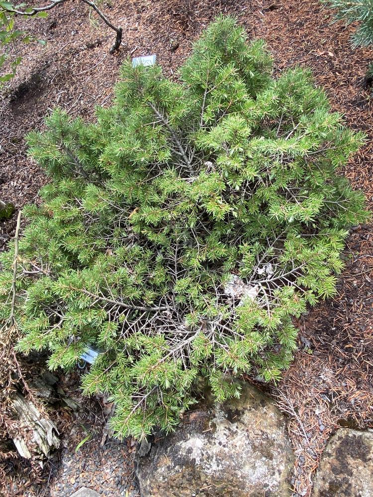 Photo of the entire plant of Pseudotsuga menziesii 'Fat Doug' posted by ...
