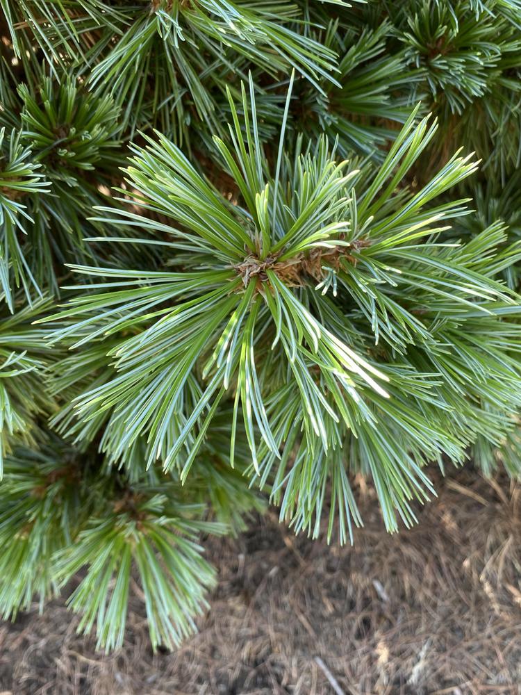 Photo of the leaves of Limber Pine (Pinus flexilis 'Lil' Wolf') posted ...