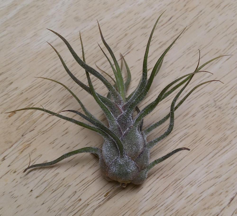 Photo of the entire plant of Fuzzy Wuzzy Air Plant (Tillandsia pruinosa ...
