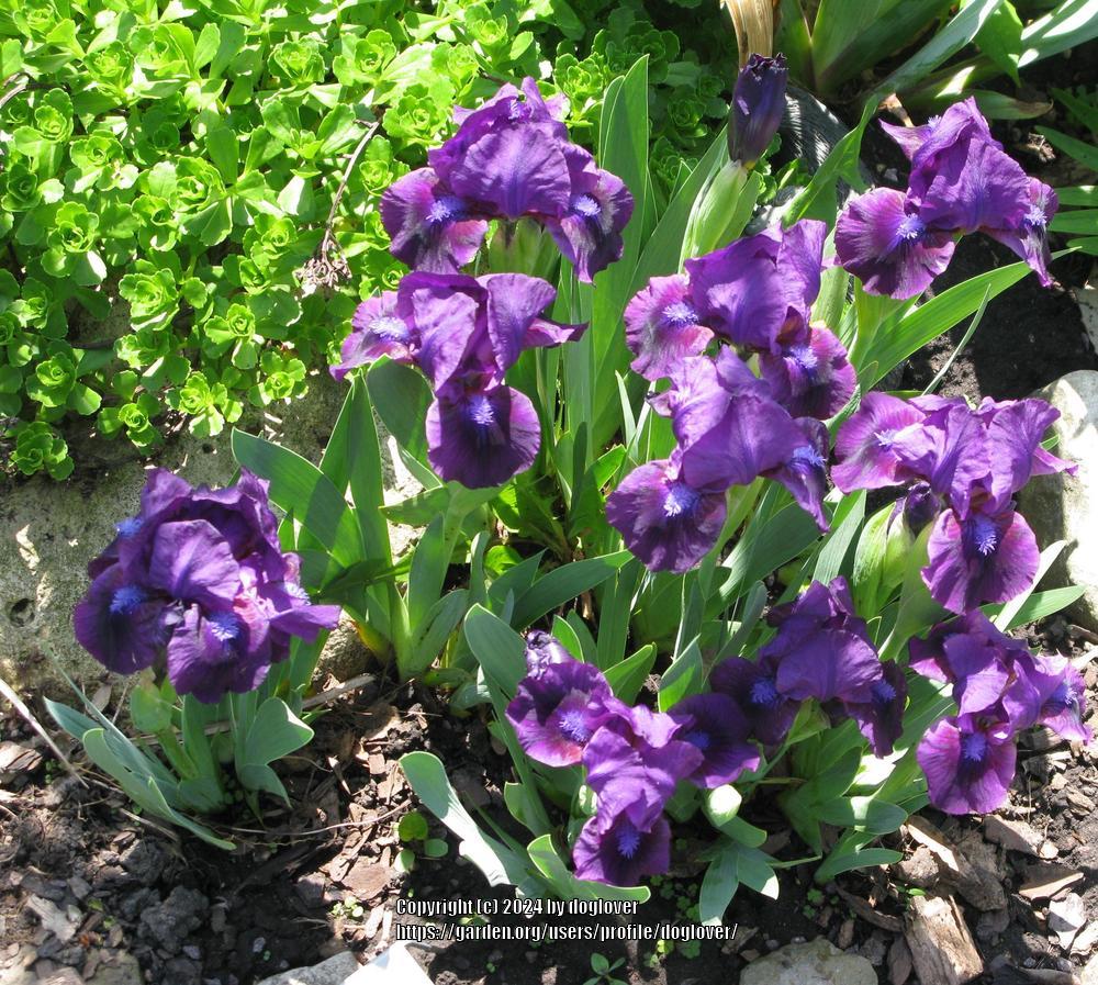 Photo of the bloom of Standard Dwarf Bearded Iris (Iris 'Jewel Baby') posted by doglover ...