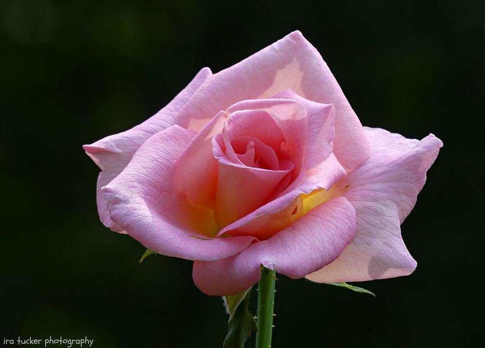 Photo of the bloom of Hybrid Tea Rose (Rosa 'Tiffany') posted by ...