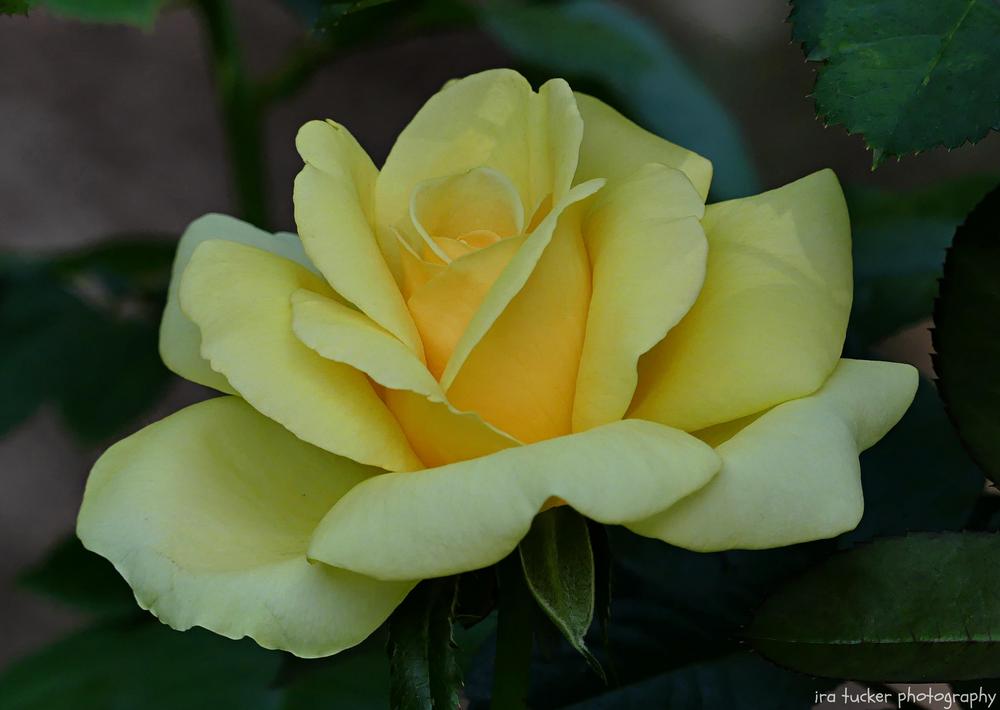 Photo of the bloom of Rose (Rosa 'Sunshine Daydream') posted by ...