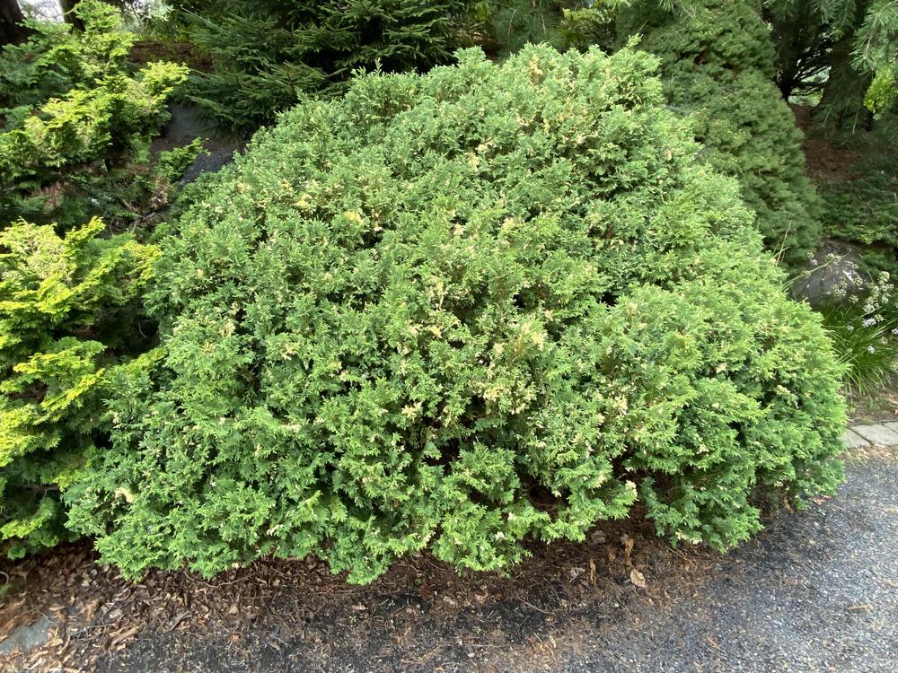 Photo of the entire plant of Sawara False Cypress (Chamaecyparis ...