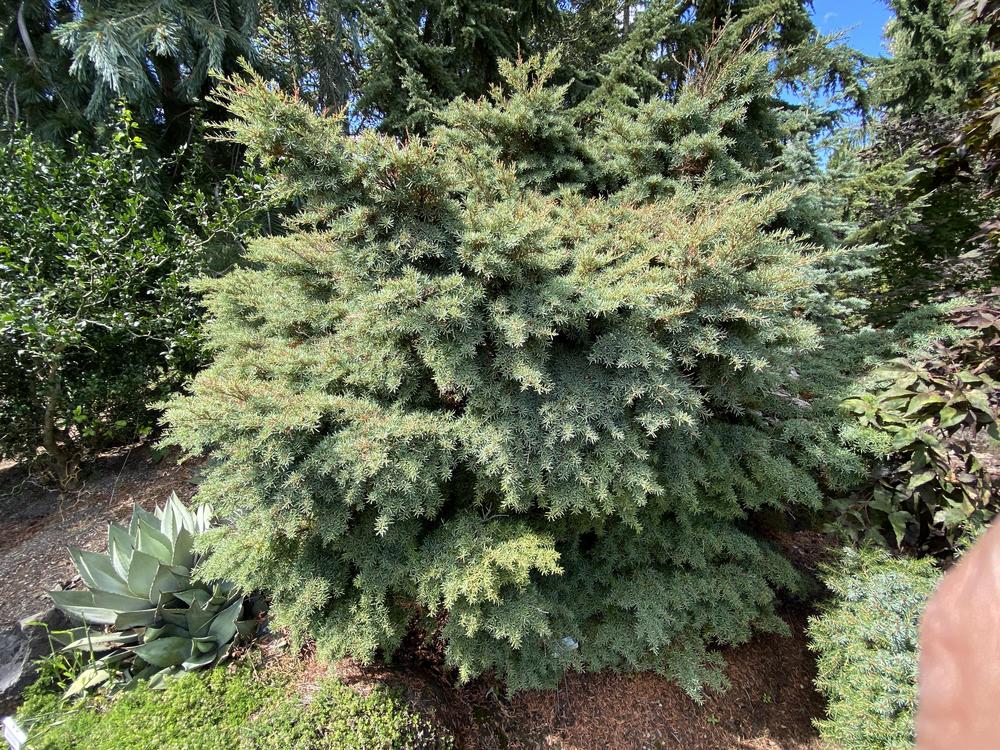 Photo of the entire plant of Elizabeth Mountain Hemlock (Tsuga ...