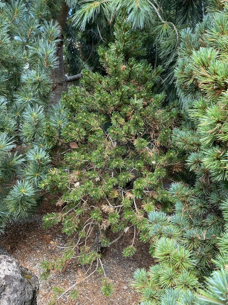 Photo of the entire plant of Great Basin Bristlecone Pine (Pinus ...