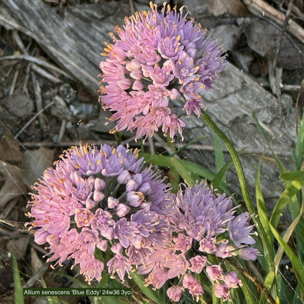 Photo of the bloom of German Garlic (Allium senescens 'Blue Eddy ...
