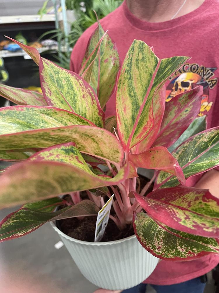 Chinese Evergreen (Aglaonema 'Creta') in the Aglaonemas Database ...