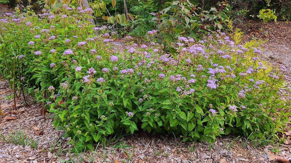 Photo of the entire plant of Blue Mistflower (Conoclinium coelestinum ...