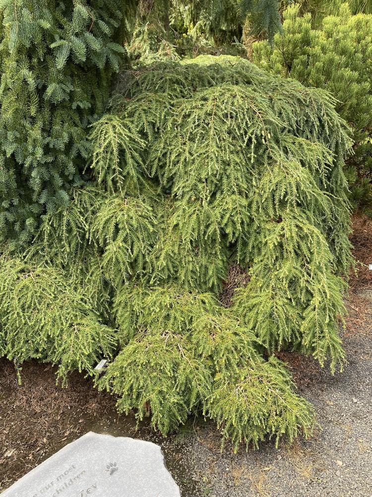 Photo of the entire plant of Prostrate Eastern Hemlock (Tsuga ...