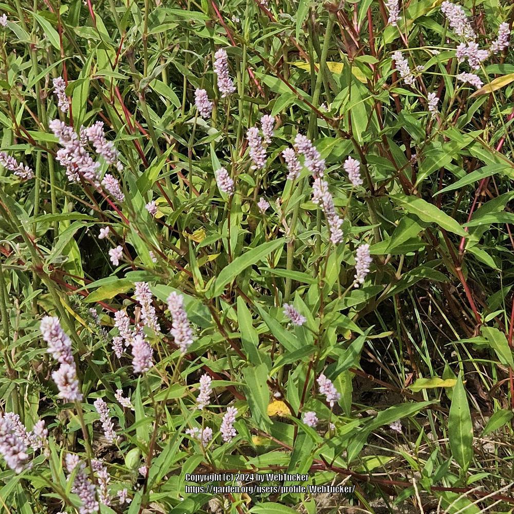 Photo of the bloom of Pennsylvania Smartweed (Persicaria pensylvanica ...