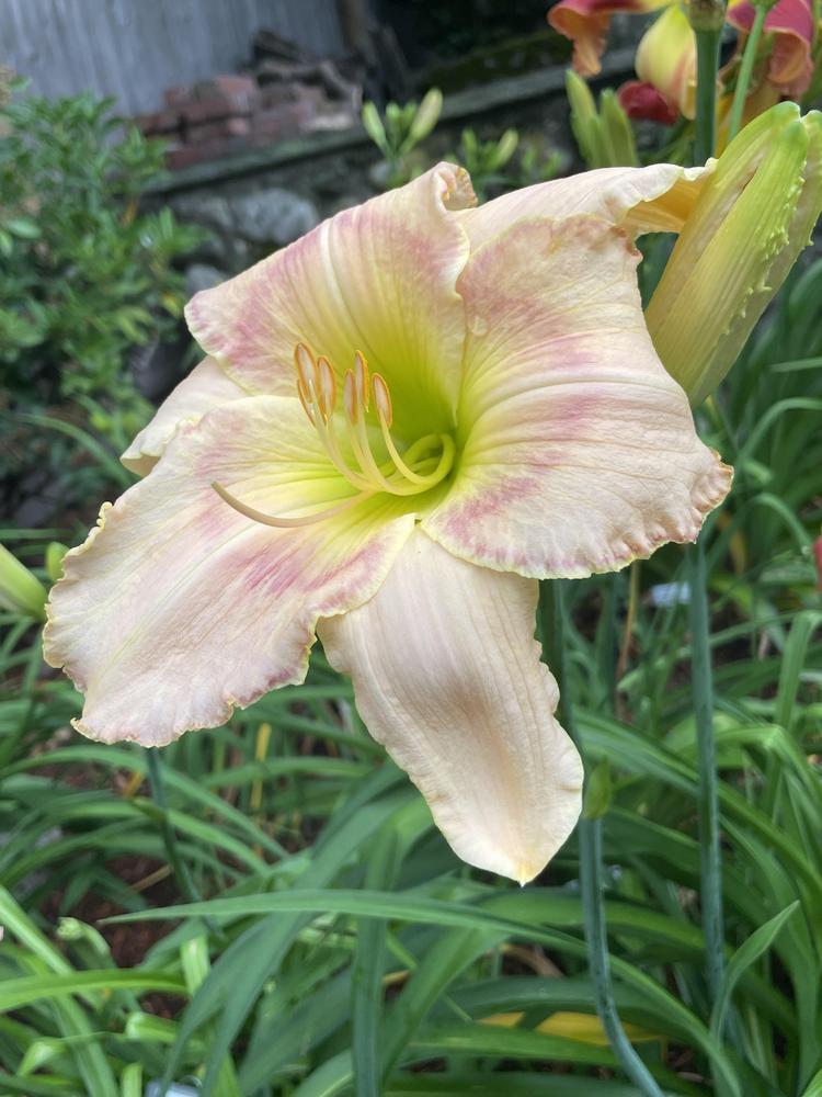 Photo of the bloom of Daylily (Hemerocallis 'Big Honking Angel Face') posted by Zoia - Garden.org
