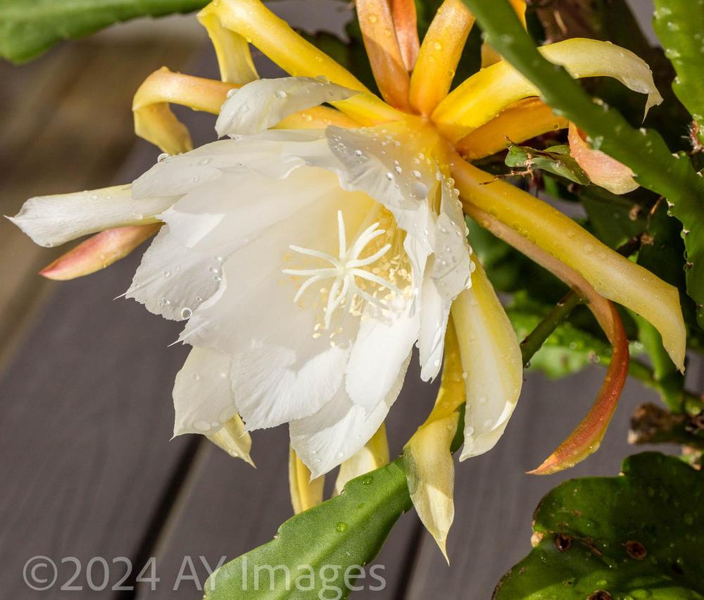 Photo of the bloom of Epiphyllum 'Philippe Soulier' posted by ayimages ...