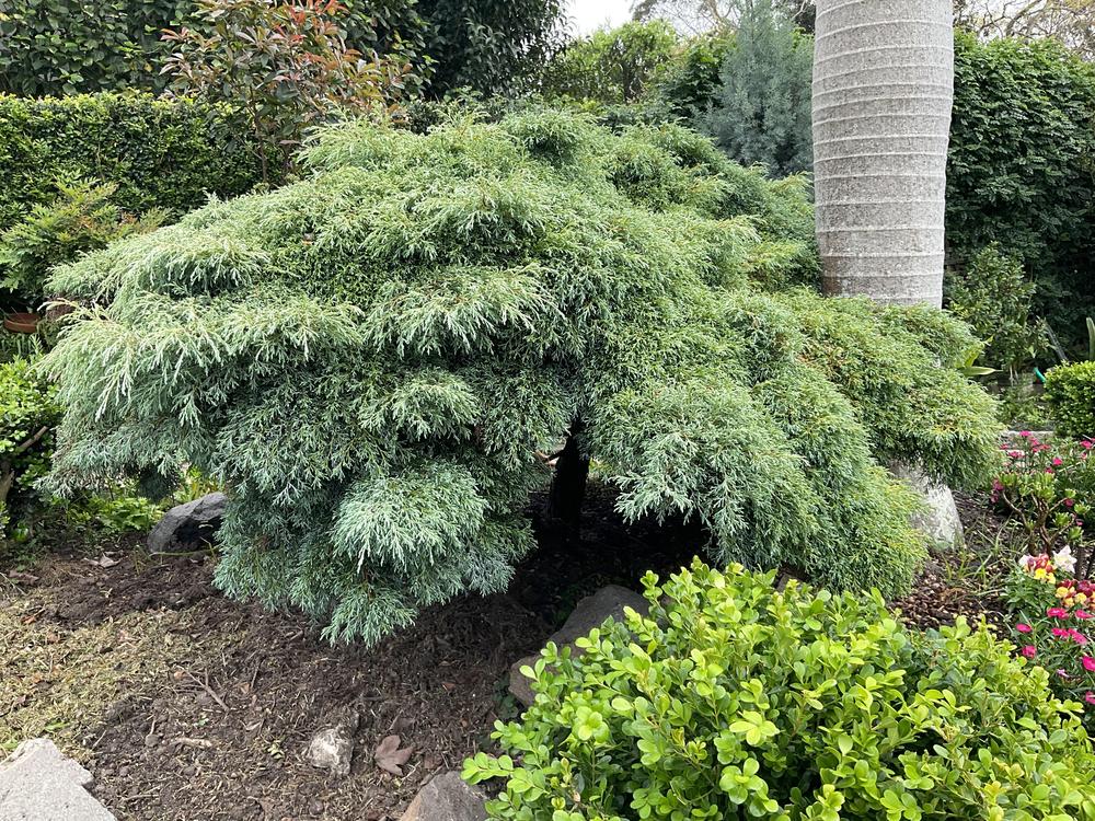 Monterey Cypress (Cupressus macrocarpa 'Greenstead Magnificent ...