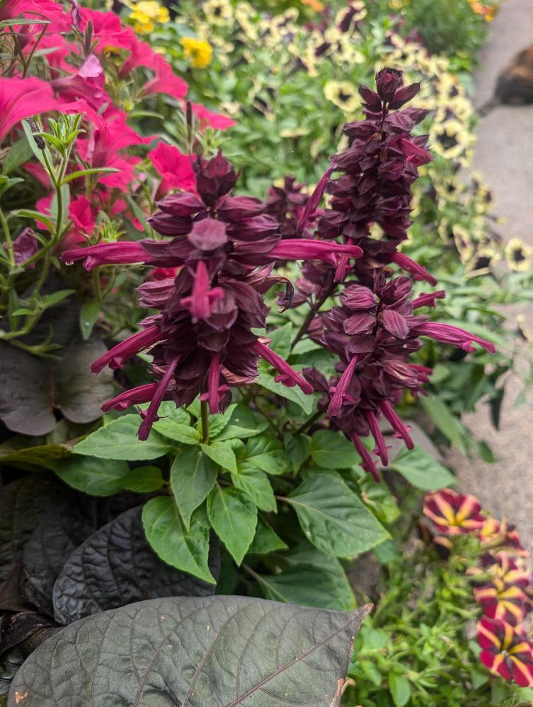 Photo of the entire plant of Scarlet Sage (Salvia splendens Vista ...