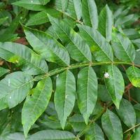 Photo of the leaves of Winged Sumac (Rhus copallina) posted by LoriMT ...