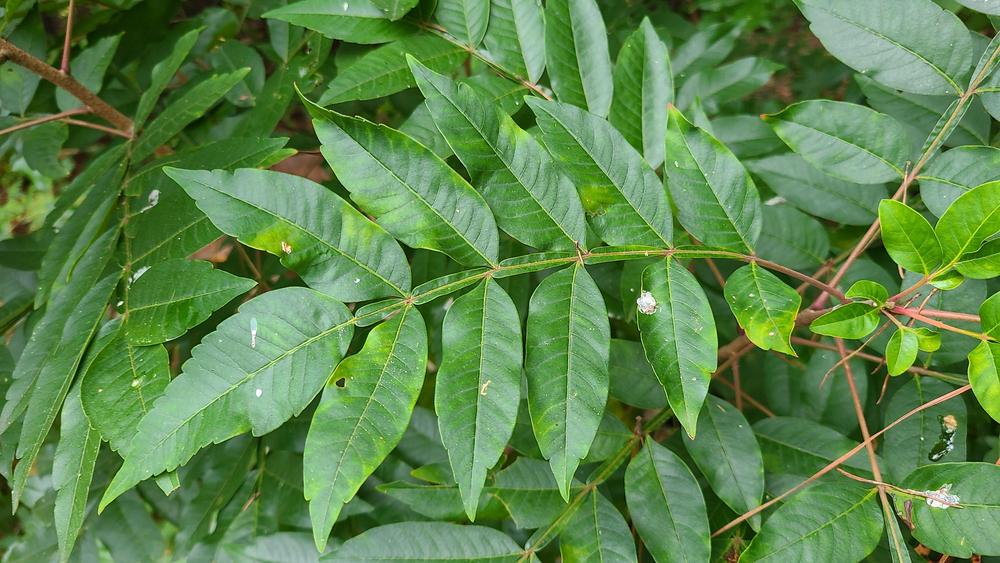 Photo of the leaves of Winged Sumac (Rhus copallina) posted by LoriMT ...