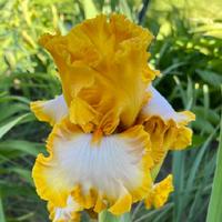 Photo of the bloom of Tall Bearded Iris (Iris 'Flauntress') posted by MaryDurtschi - Garden.org
