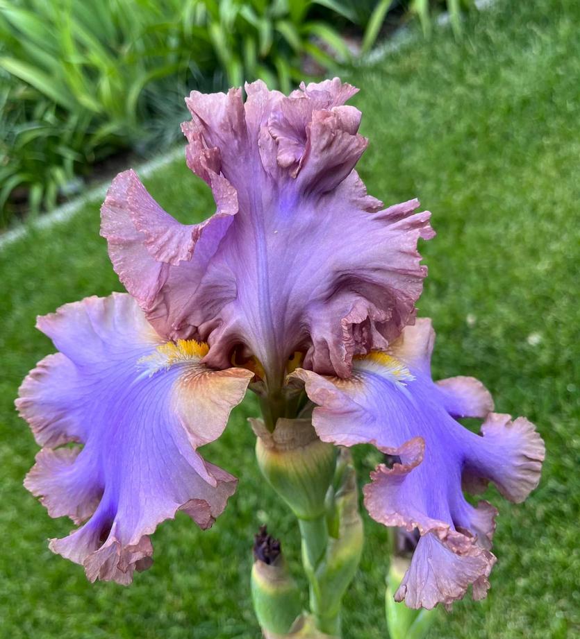 Photo of the bloom of Tall Bearded Iris (Iris 'French Lavender') posted ...