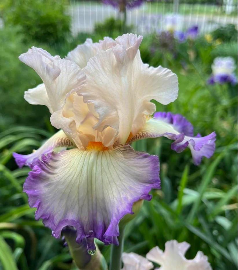 Photo of the bloom of Tall Bearded Iris (Iris 'Comfortable') posted by MaryDurtschi - Garden.org