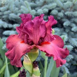 Tall Bearded Iris (Iris 'Code Red') in the Irises Database - Garden.org