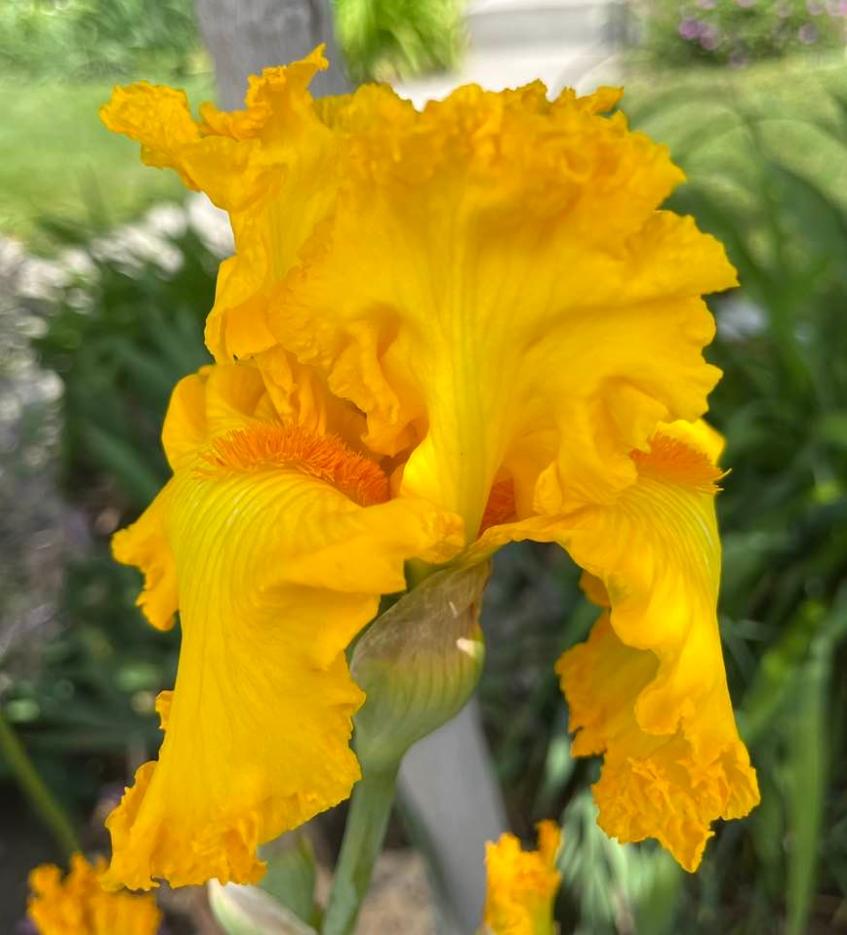 Photo of the bloom of Tall Bearded Iris (Iris 'Amarillo Frills') posted ...