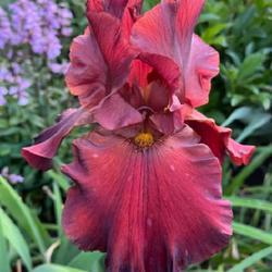 Tall Bearded Iris (Iris 'Dynamite') in the Irises Database - Garden.org