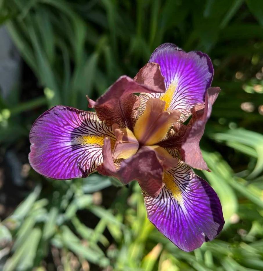 Photo of the bloom of Miniature Tall Bearded Iris (Iris 'Chocolate ...