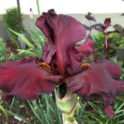 Tall Bearded Iris (Iris 'Dynamite') in the Irises Database - Garden.org