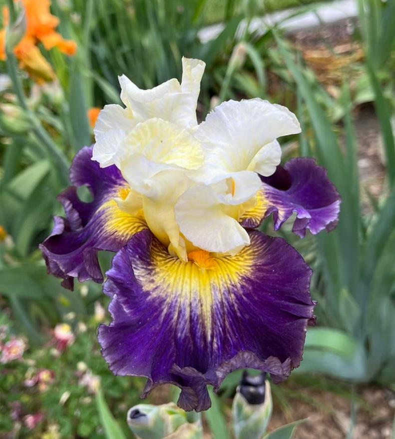 Photo of the bloom of Tall Bearded Iris (Iris 'Flash of Brilliance ...