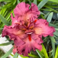 Photo of the bloom of Tall Bearded Iris (Iris 'Code Red') posted by ...