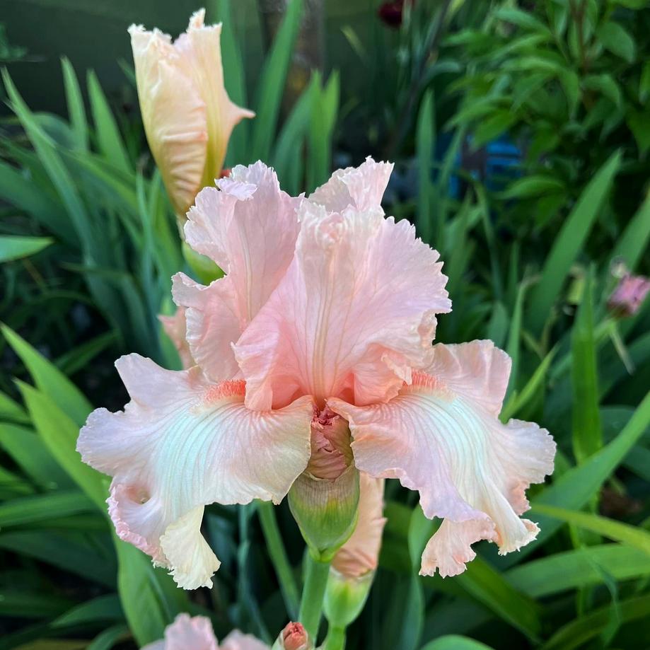 Photo of the bloom of Tall Bearded Iris (Iris 'Beverly Sills') posted ...