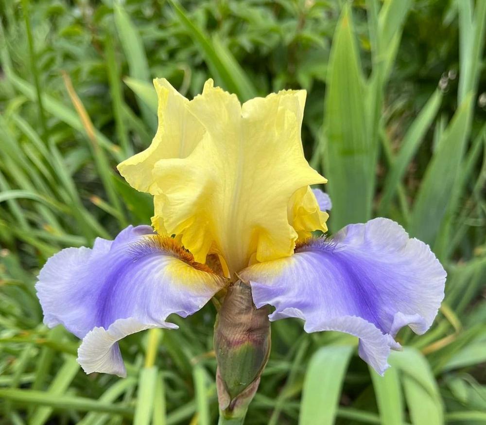 Photo of the bloom of Tall Bearded Iris (Iris 'Easter Candy') posted by ...